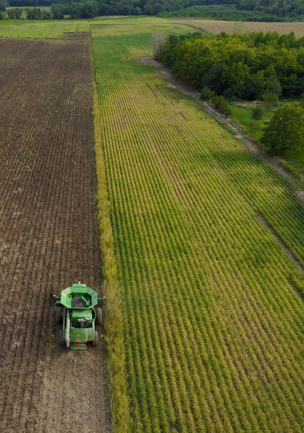 SchoolHouse Farms | Heirloom Corn